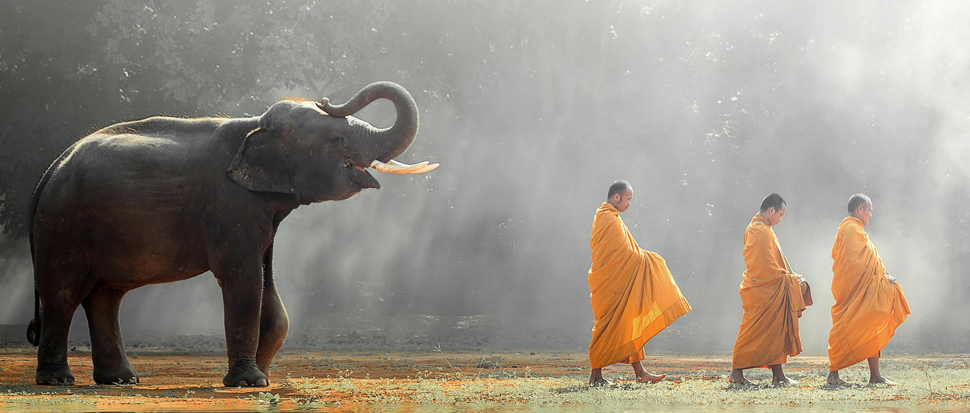 Thailand_Young Elephant with Monks_shutterstock_382198903_6 | Red ...