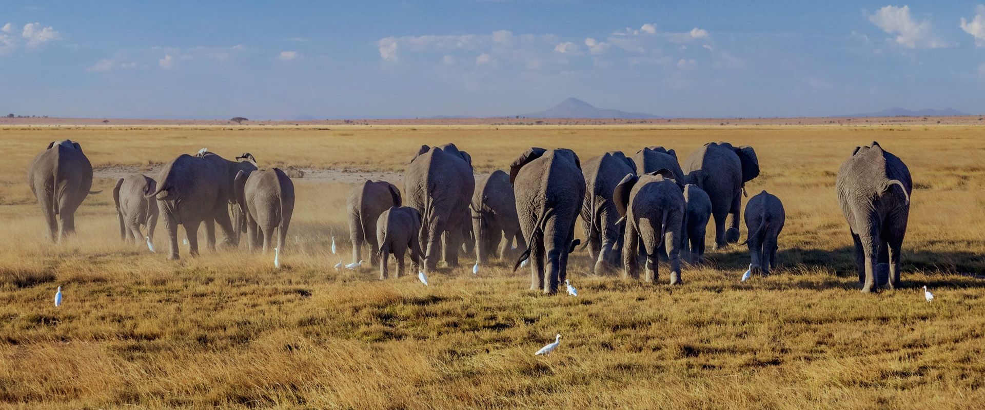 Europe & Australia Team | Red Elephant Reps