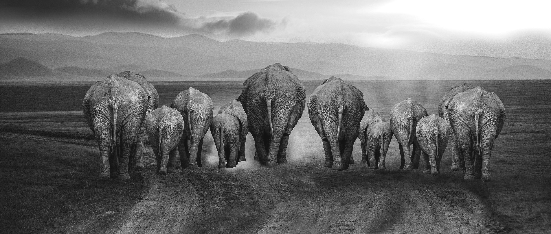 Elephant Tales – Feed your wanderlust with our online magazine | Red ...